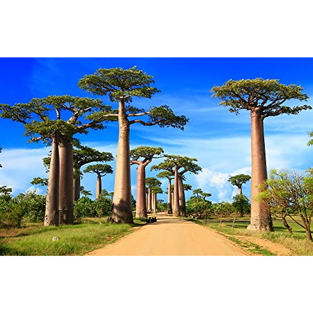 Baobab Bonsai Tree Seeds - 5 Seeds to Grow - Highly Prized Baobab Tree - Ships from Iowa. Exotic Indoor Bonsai Seeds to Grow