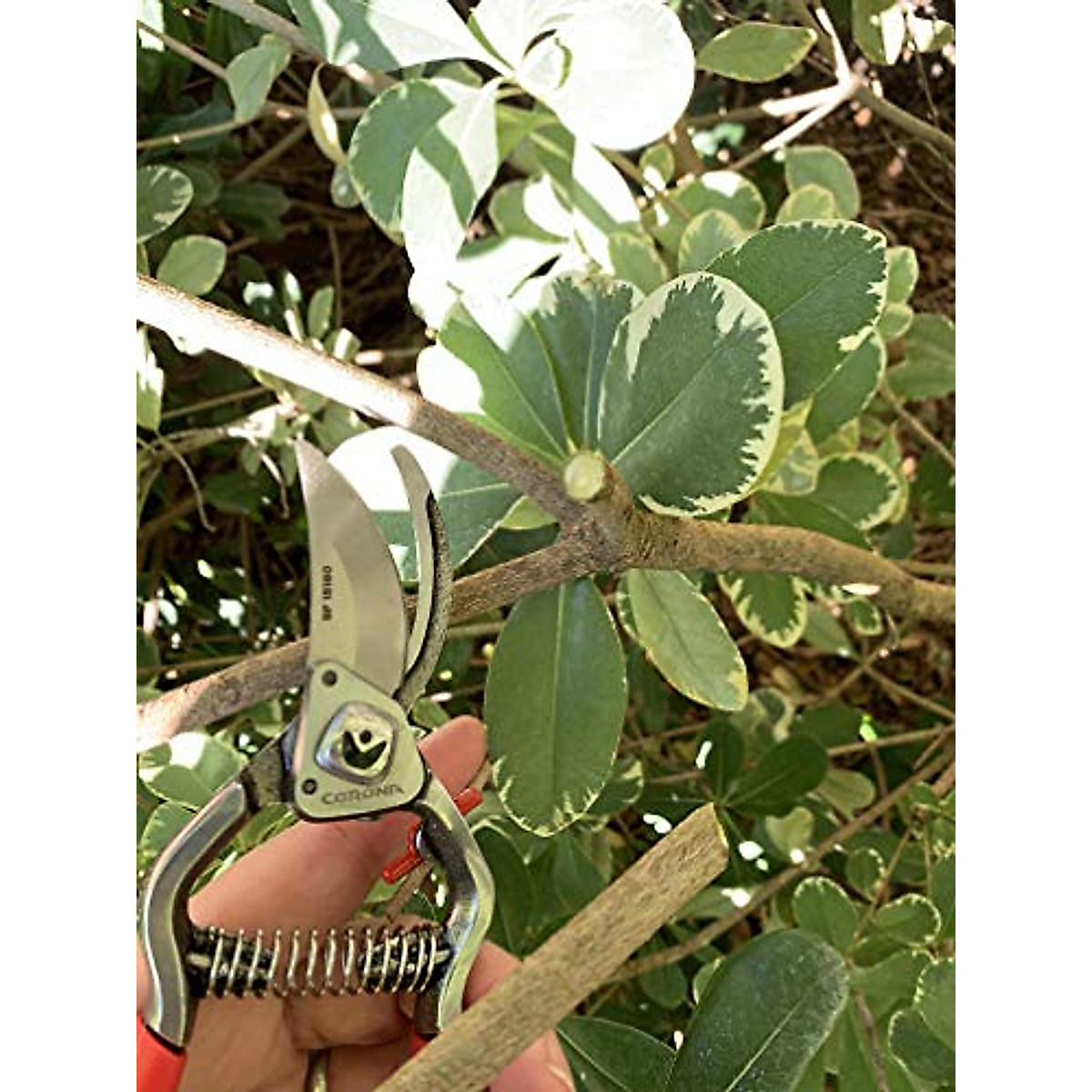 Corona Tools | ClassicCUT ClassicCUT® Branch & Stem Pruning Shears for Gardening | Cuts Branches and Stems up to 1-inch in Diameter | BP 15180