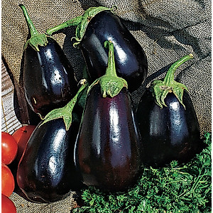 Burpee Black Beauty Eggplant Seeds 100 seeds