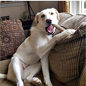 Powder Hound Pet Co. Elk Antler Dog Chew, Great for Aggressive Chewers, All-Natural, Premium A/#1 Grade Elk Antlers, Naturally Shed in USA, Cruelty Free Dog Bones, Will Not Splinter (Large)