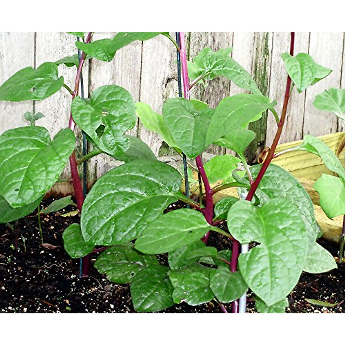 30+ Malabar Red Stem Spinach Seeds Herb Heirloom Non-GMO Phooi Leaf, Red Vine, Alugbati, Vietnamese,from USA