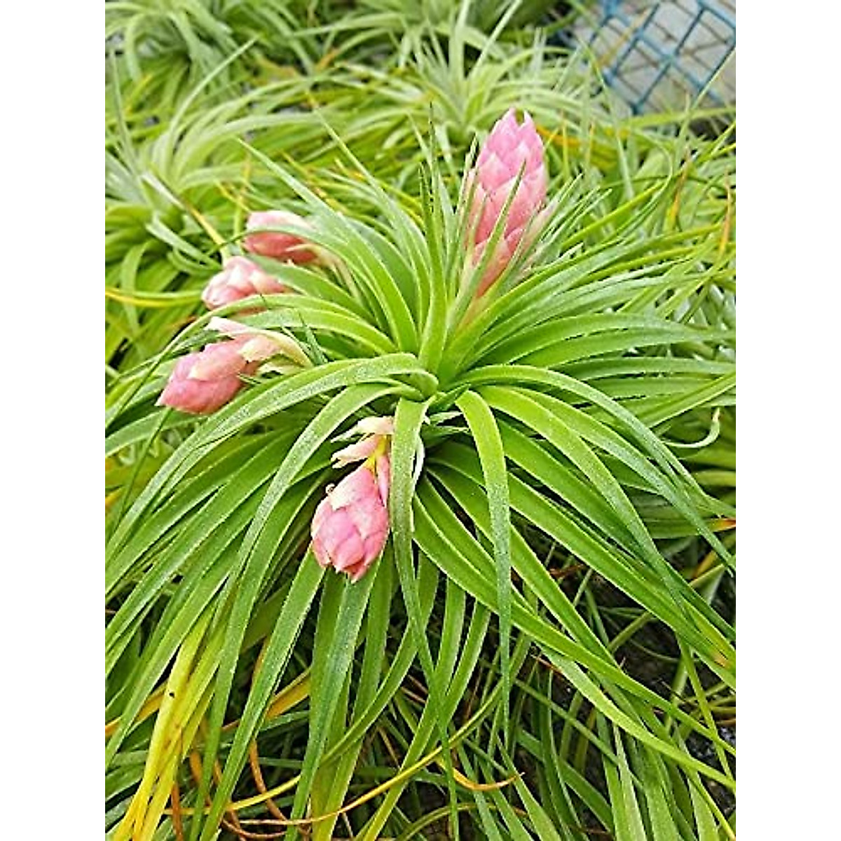 Large Air Plants - 1 Hybrid No. 1-4 to 6 Inch Air Plant - Color & Form Varies by Season - 30 Day Guarantee on Tillandsia from The Drunken Gnome (1, One Size 4-6")