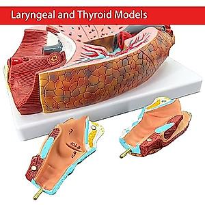 Veipho Human Lung Model, Respiratory System Model with 51 Parts Indication Signs, 7 Removable Parts Life Size Lung Model, Lung Anatomical Model, Includes Heart and Throat & Base and Chart