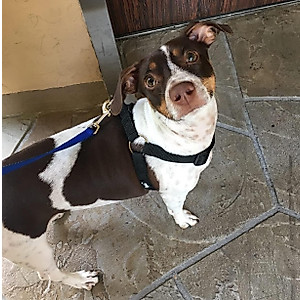 PUPTECK No Pull Dog Harness Soft Adjustable Basic Nylon Step in Puppy Vest Outdoor Walking with ID Tag X-Small