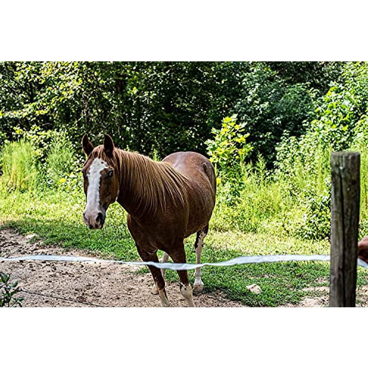 SGT Knots High Visibility Electric Fence Poly Tape - Electric Twisted Poly Pro - Long Lasting 5 Stainless Steel Conductors (1/2" x 656ft, 1 Spool - White)