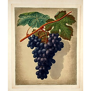 [Grapes] Black Marocco (Morocco Grape)