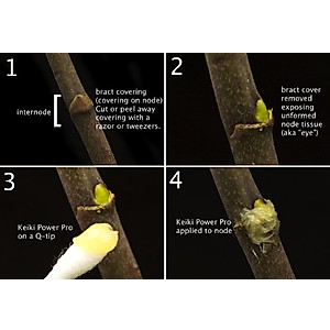 Keiki Power Pro Orchid Plant Cloning Paste