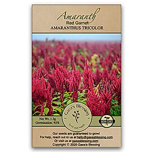 Gaea's Blessing Seeds - Amaranth Seeds - Red Garnet - Non-GMO Seeds with Easy to Follow Planting Instructions - Open-Pollinated - Untreated - Heirloom - 92% Germination - Net Wt. 1.3g