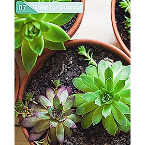 vensovo 5.7 Inch Terracotta Shallow Succulent Pot - 6 Pack Terra Cotta Clay Pots with Saucer, Cacuts Terra-Cotta Indoor and Outdoor Planters with Drainage Hole