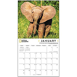 National Geographic Baby Animals 2021 Wall Calendar