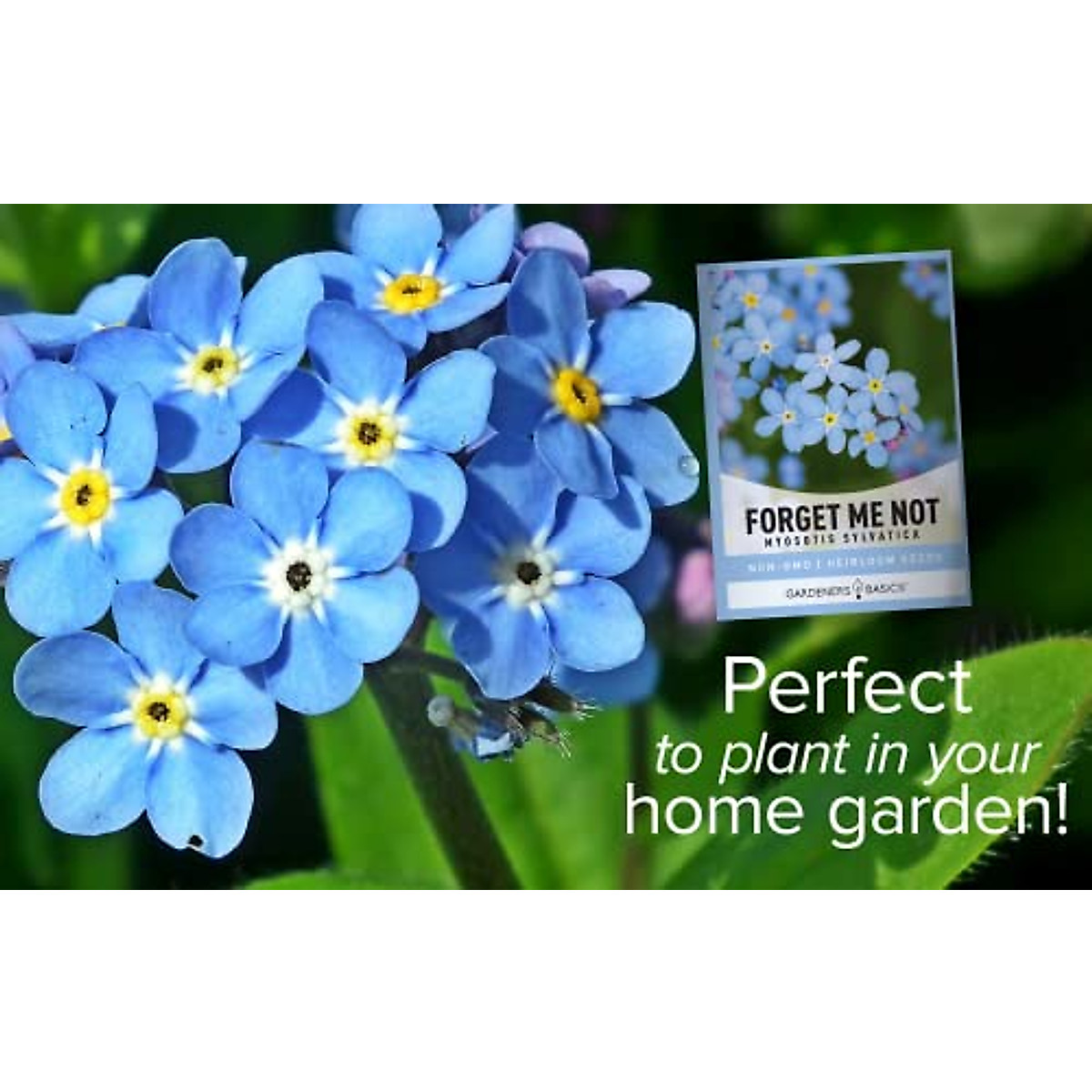 Forget Me Not Seeds for Planting - Myosotis Sylvatica Memorial and Funeral Seeds for Remembrance Beautiful Blue Perennial Forget Me Not Flowers Open Pollinated for Flower Gardens by Gardeners Basics