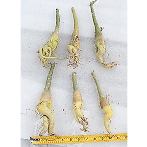 Caudex Bonsai - Desert Rose Adenium Obesum - one Year Old - New Hybrid