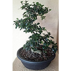 Monster Fukien tea specimen bonsai tree