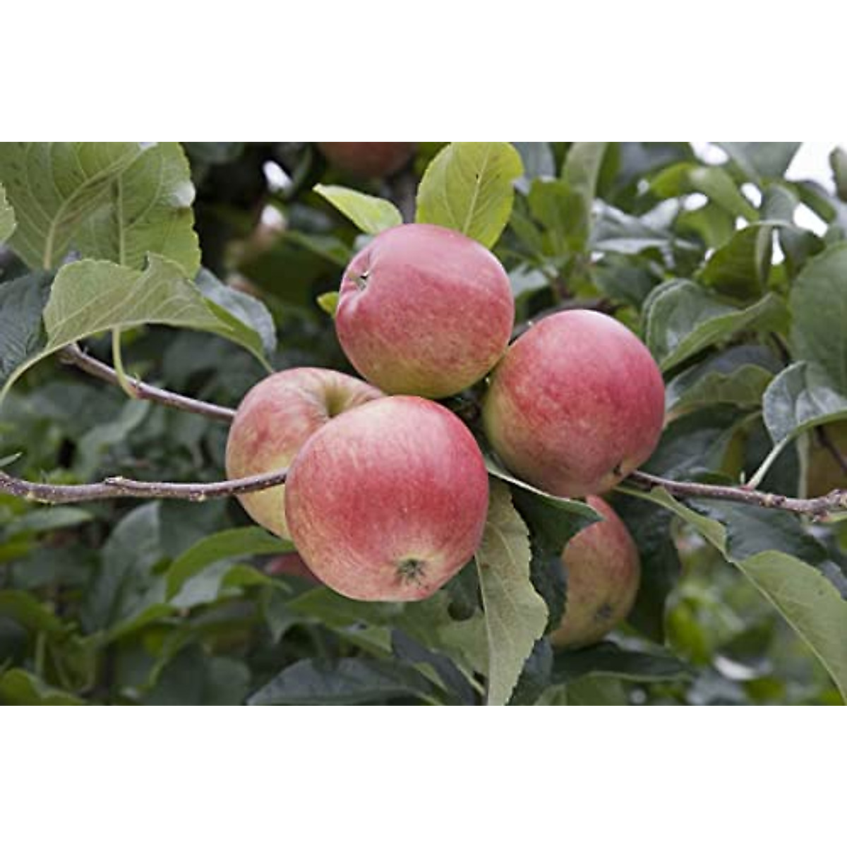 TriStar Plants - Gala Apple Tree - 1 Gallon - No Ship California, Healthy Established Roots, Semi Dwarf Apple Tree, Dwarf Gala Apple Tree, Small Apple Tree, Easy Care Orchard