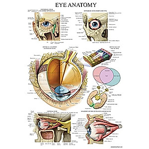 Palace Learning LAMINATED Eye Anatomical Poster - Human Eye Anatomy Chart - 18" x 24"