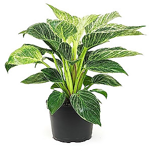 Birkin Philodendron in 6 Inch Pot for Indoor Plants Live Houseplants, Office Plants, Easy Plant Gift, Philodendron Plant Live Plants Indoor Plants Live House Plants Live Plant Decor by Plants for Pets