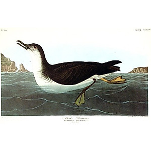 Manks Shearwater. From"The Birds of America" (Amsterdam Edition)