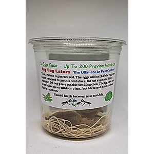 Two Extra Large Praying Mantis Ootheca Egg Cases + Clear Hatching Incubator Kit
