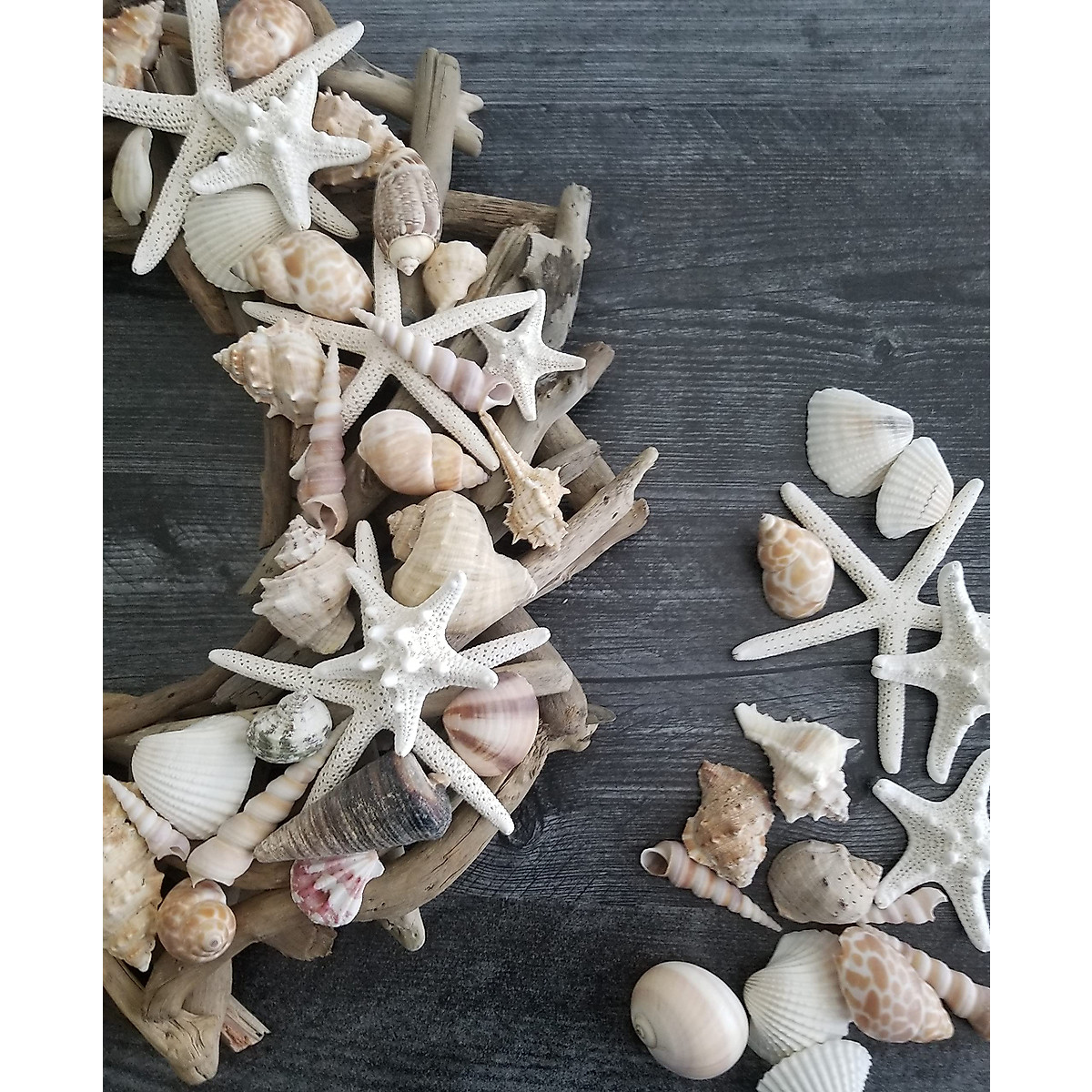 Tumbler Home Medium Sized Shells in a Delightful Mix of Whites, Tans and Pinks | 1 Pound | Perfect for Crafts, Beach Home Decor, Weddings, Vase Filler and Classrooms