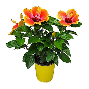 Fiesta Hibiscus Bush - Live Hibiscus Flowering Plant - Tropical Flower Plant - 1 Gallon Planter - Overall Height 10" to 14" - Tropical Plants of Florida (Plant Only)