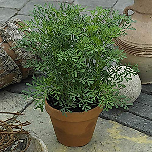 Outsidepride Ruta Graveolens Rue Herb & Flower Garden Plants - 1000 Seeds