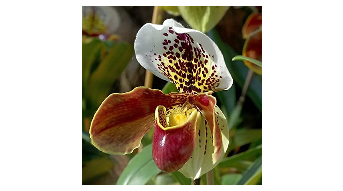 CHUXAY GARDEN Cypripedioideae-Lady's Slipper Orchids,Lady Slipper ...
