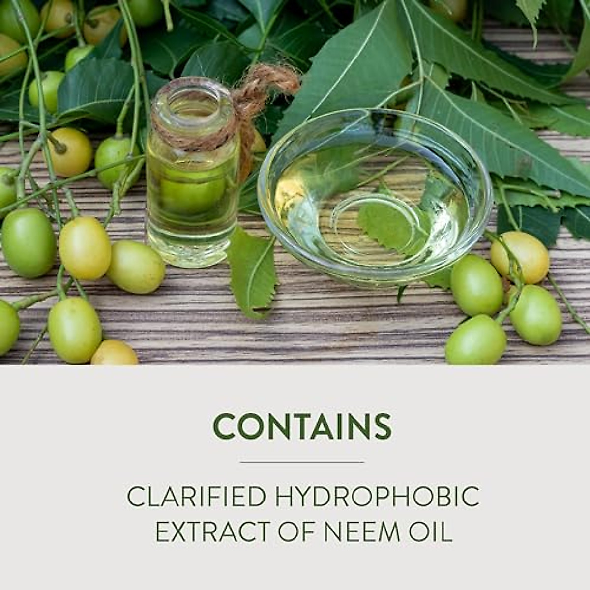 Garden Safe Brand Fungicide Concentrate, 20 Ounces, With Neem Oil Extract To Control Black Spot, Rust, Powdery Mildew, Aphids, Spider Mites, Whiteflies ,Houseplants, Fruits And Vegetables