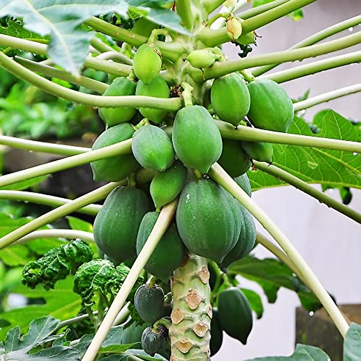 YEGAOL Garden 10Pcs Dwarf Waimanalo Papaya Fruit Tree Seeds Fast-Growing Perennial Non-GMO Tropical Sweet Fruit Patio Plant