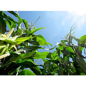 Preferred Popcorn Organic Popcorn, 28 Ounce bag, Pack of 4, 30 Servings Per Bag