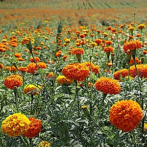 2000+Marigold Seeds for Planting Outdoors in Garden & Outdoor，Marigold Seeds Bulk Packets,Marigold Seed Mix Yellow and Gold Color