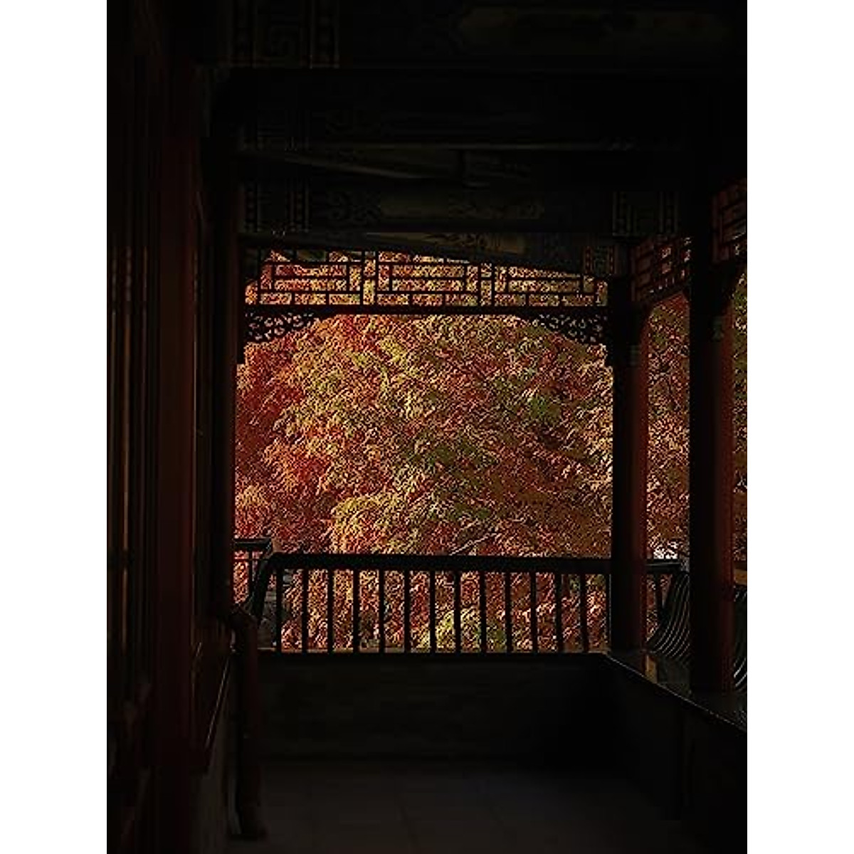 Jurassic Dawn Redwood | Tree Seed Grow Kit | The Jonsteen Company