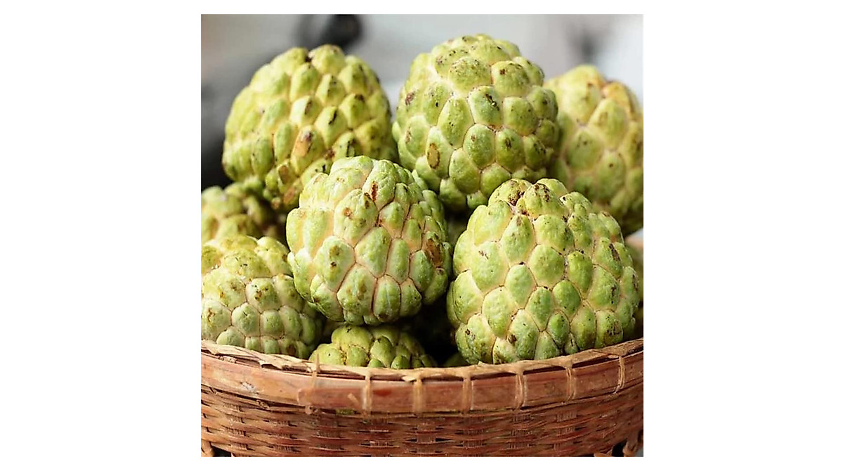 Grow Your Own Custard Apple Trees - 20+ Annona Muricata Seeds