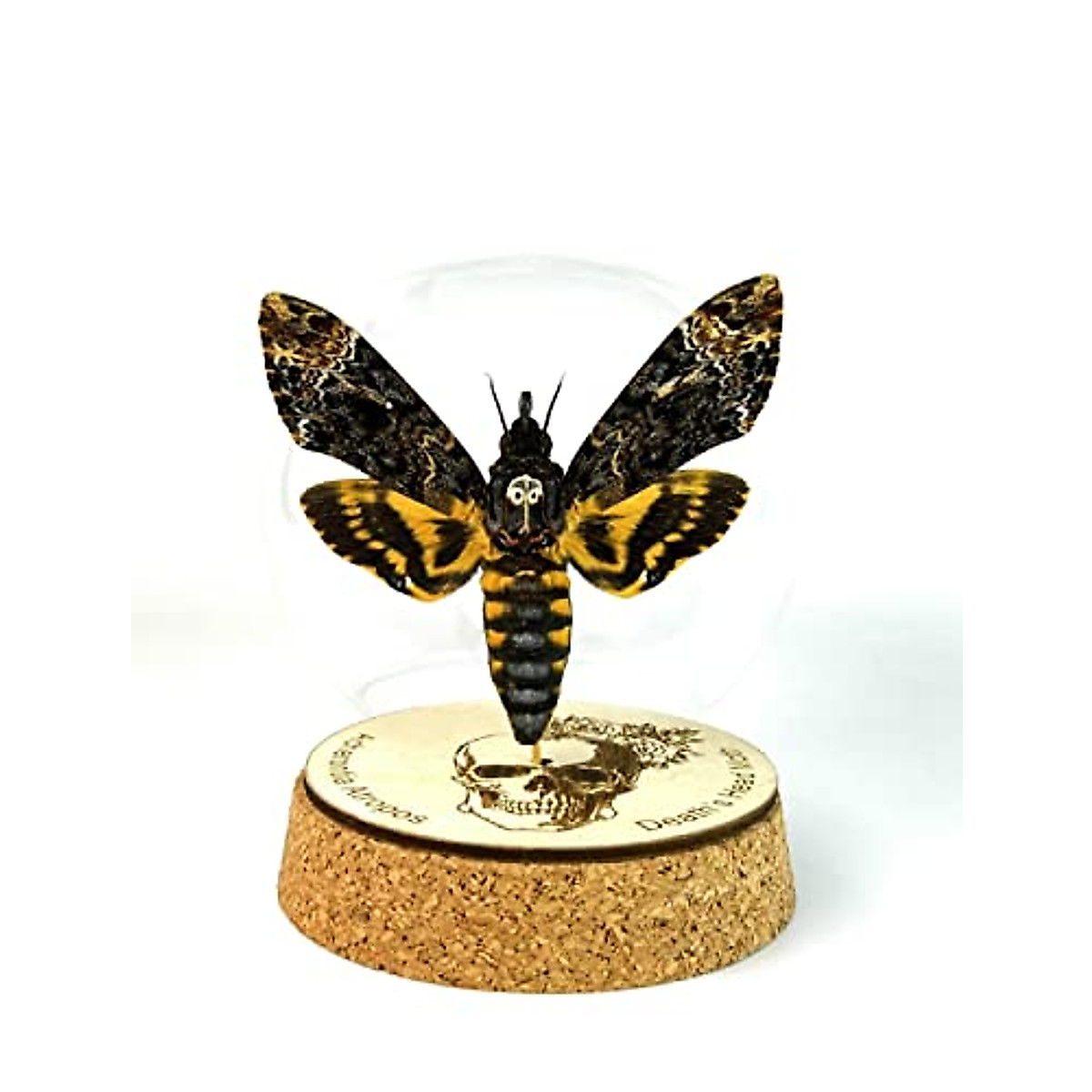 Real Death Head Moth Acherontia in Globe Dome Butterfly Hawkmoth Skull Moth Insect Unique Taxidermy Taxadermy Collectables Tabletop Wall Art Decoration Home Decor Living Reading Room DOME-05-01