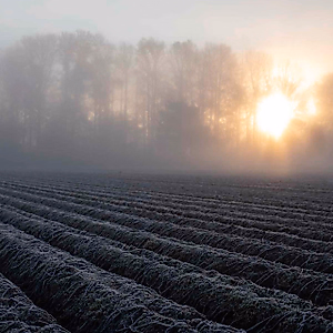 Floret Farm's A Year in Flowers 2021 Wall Calendar: (Gardening for Beginners Photographic Monthly Calendar, 12-Month Calendar of Floral Design and Flower Arranging)