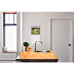 2023 2024 Brittany Spaniel Calendar - Dog Breed Monthly Wall Calendar - 12 x 24 Open - Thick No-Bleed Paper - Giftable - Academic Teacher's Planner Calendar Organizing & Planning - Made in USA
