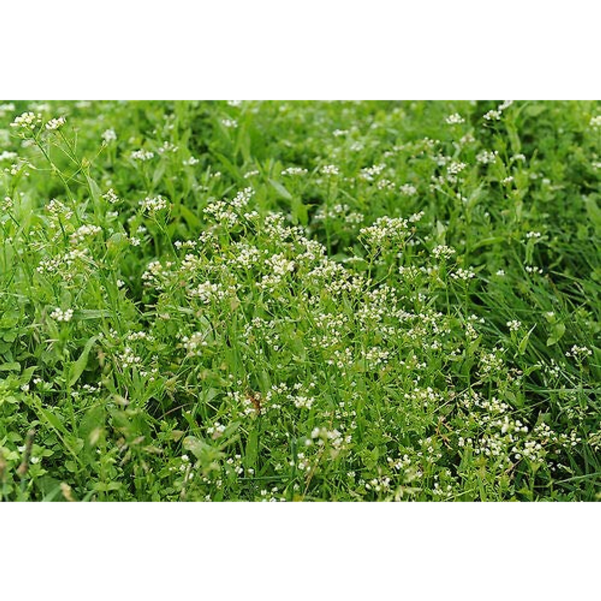 200+ Shepherd's Purse Seeds Non-GMO Vegetable Seed Heirloom Garden