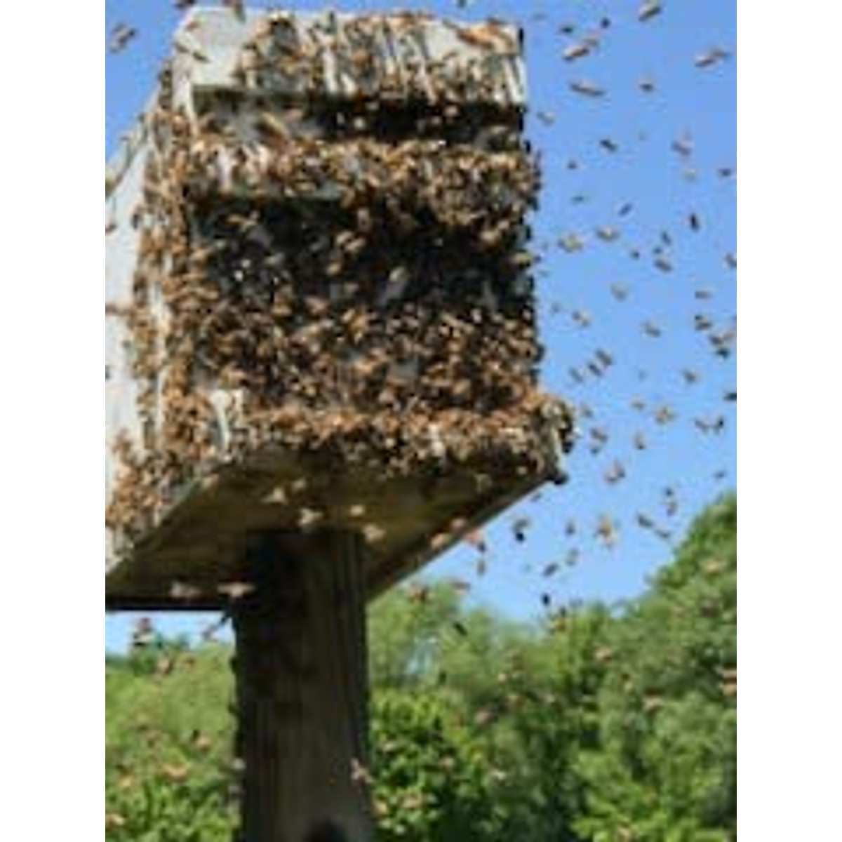 Swarm Rustler - Premium Swarm Lure - 2oz. Bottle for catching Honey Bee Swarms All Natural Swarm Lure