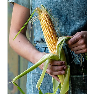 Burpee Golden Bantam Sweet Corn Seeds 200 seeds