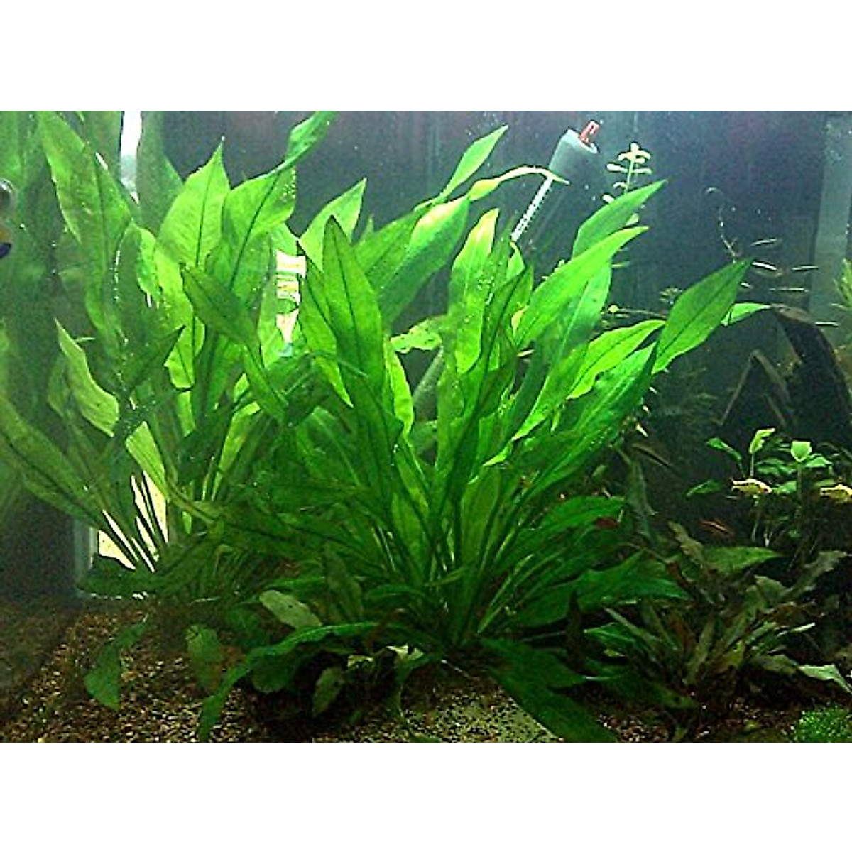 Large Amazon Bleheri Sword 18-24 inches Tall | Live Freshwater Aquatic Plant