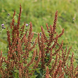 Outsidepride Garden Sorrel Culinary Herb Garden Plant for Soups & Salads - 5000 Seeds