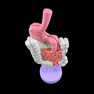 Human Digestive System Stomach Anatomy Model The Large Intestine Cecum Rectum Duodenum Anatomy Model Medical Teaching Supplies