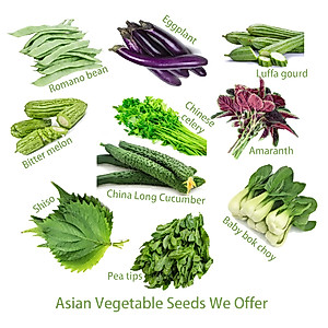 For 2024!Best Taste Cherry Tomato Seeds for Planting-Sun Gold.Non GMO Garden Seeds for Planting Vegetables Seeds at Home Vegetable Garden & Hydroponics Seed Pods:10ct Sungold Cherry Tomato Plant Seeds