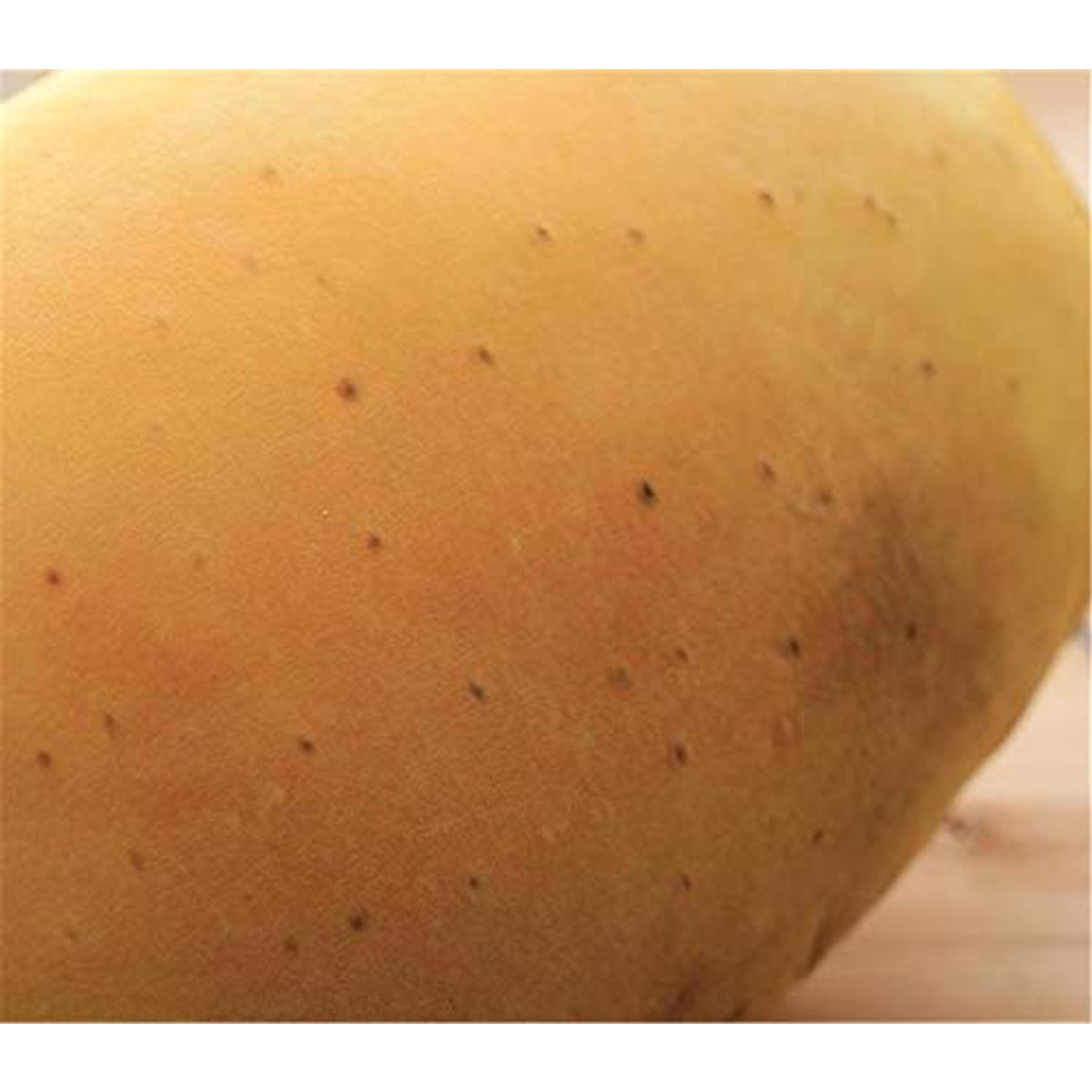 Changsun Creative Vivid 3D Potato Pillow Gift Plush Throw Pillow 19.5" (Big Size)