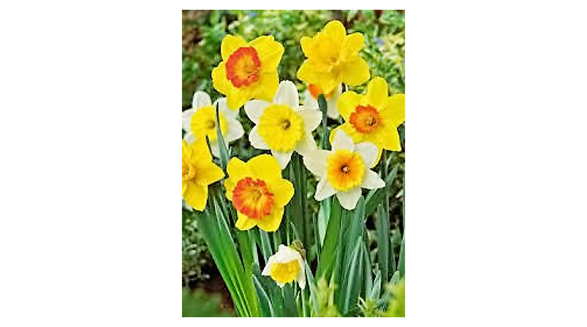 Buy 50 Daffodil Bulbs - Bright Spring Blooms