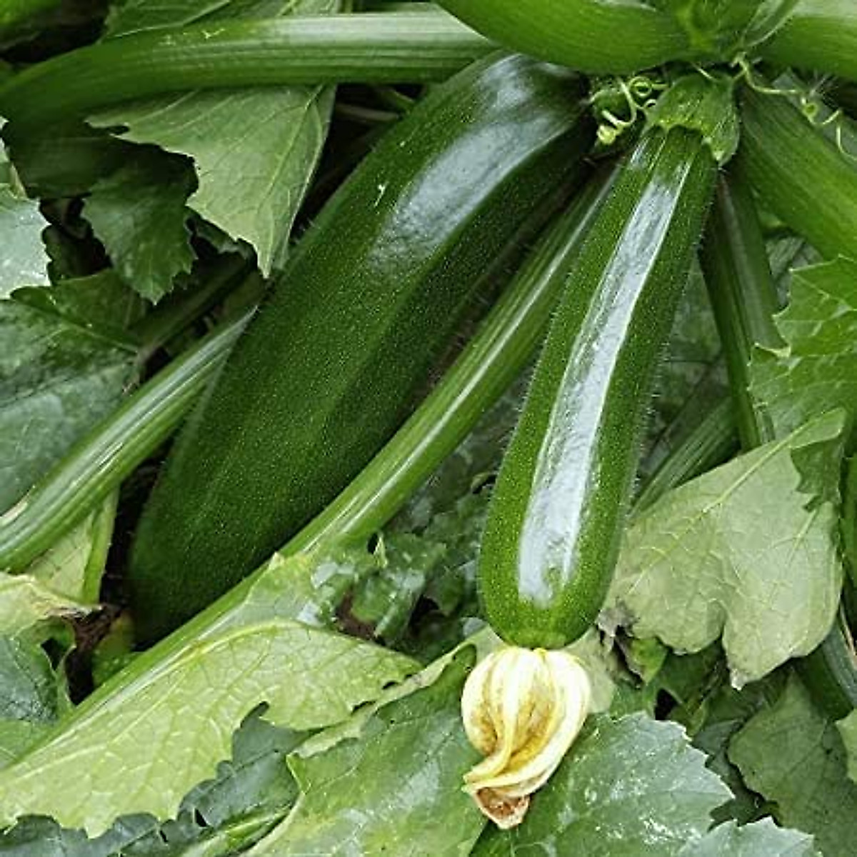 Dark Green Zucchini Summer Squash Seeds for Planting, 50+ Heirloom Seeds Per Packet, (Isla's Garden Seeds), Non GMO Seeds, Botanical Name: Cucurbita Pepo, Great Home Garden Gift