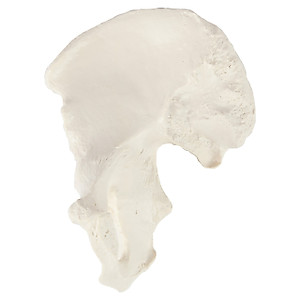 Axis Scientific Hip Bone Model | Left | Cast from a Real Human Coxal Bone l Hip Bone Model Has Realistic Texture and Important Bony Landmarks | Includes Product Manual