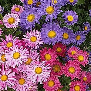 David's Garden Seeds Flower Aster China Single Mix 9931 (Mulit) 200 Non-GMO, Heirloom Seeds