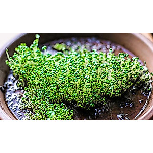 Chia Seeds for Planting, 1000+ Seeds Per Packet,Herb/Flower, (Isla's Garden Seeds), Non GMO & Heirloom Seeds, Scientific Name: Salvia hispanica, Great Gift