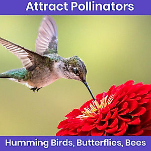 NatureZ Edge Zinnia Seeds for Planting Outdoors, Flower Seeds, Bulk Semillas De Flores para Sembrar, California Giants, 1 Oz