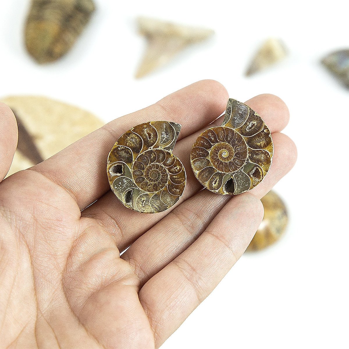 Museum Quality Fossil Collection Kit Featuring Dinosaur Fossils, Ammonites, Trilobite, Shark Tooth, Urchin and Fish Fossil - Collectors Edition Paleontology Set